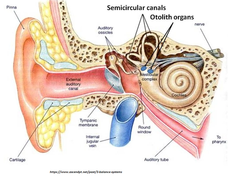 Our Marvelous Inner Ear Balance System (and its disorders) – BionicOldGuy